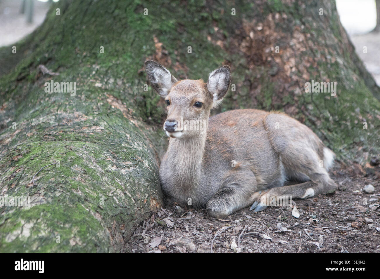 Deer sitting hi-res stock photography and images - Alamy