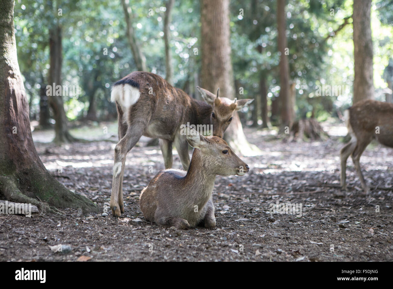 two deer one sitting one standing in the woods Stock Photo - Alamy