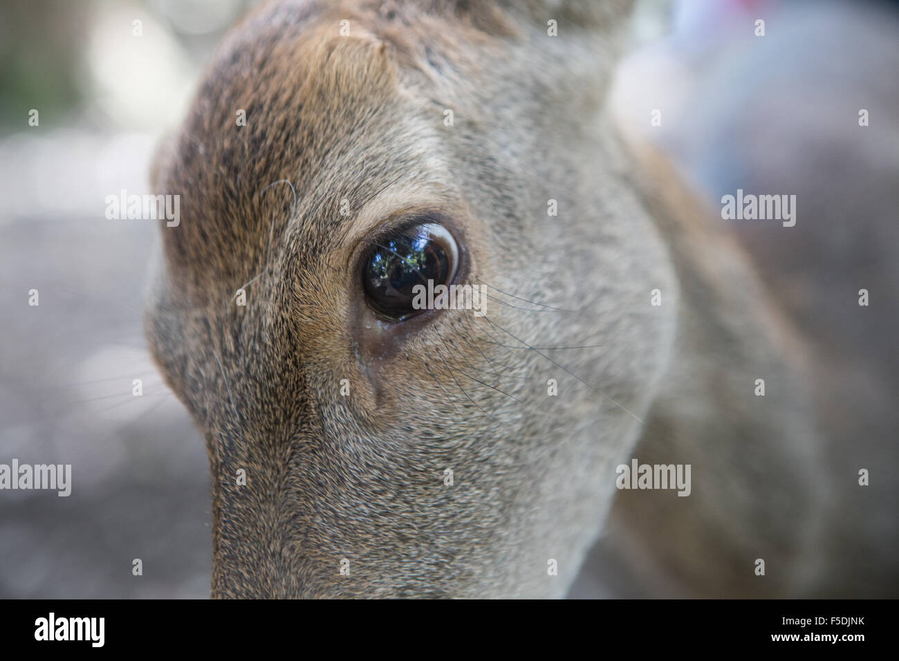closeup of deer eye Stock Photo - Alamy
