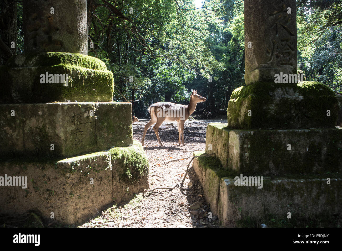 Stone between two trees hi-res stock photography and images - Alamy
