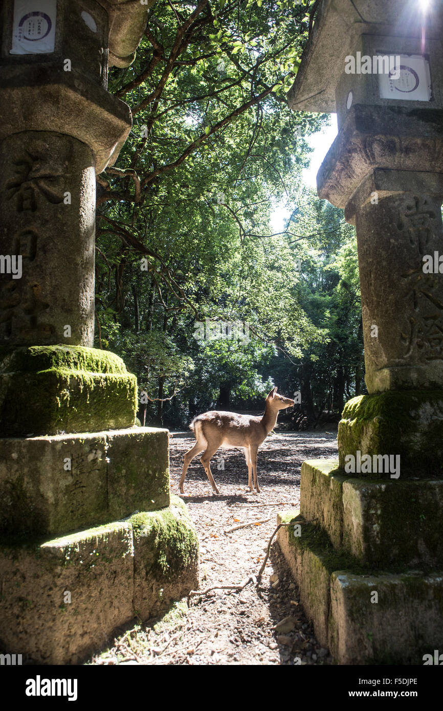 deer in sunlight between two mossy stone columns Stock Photo - Alamy