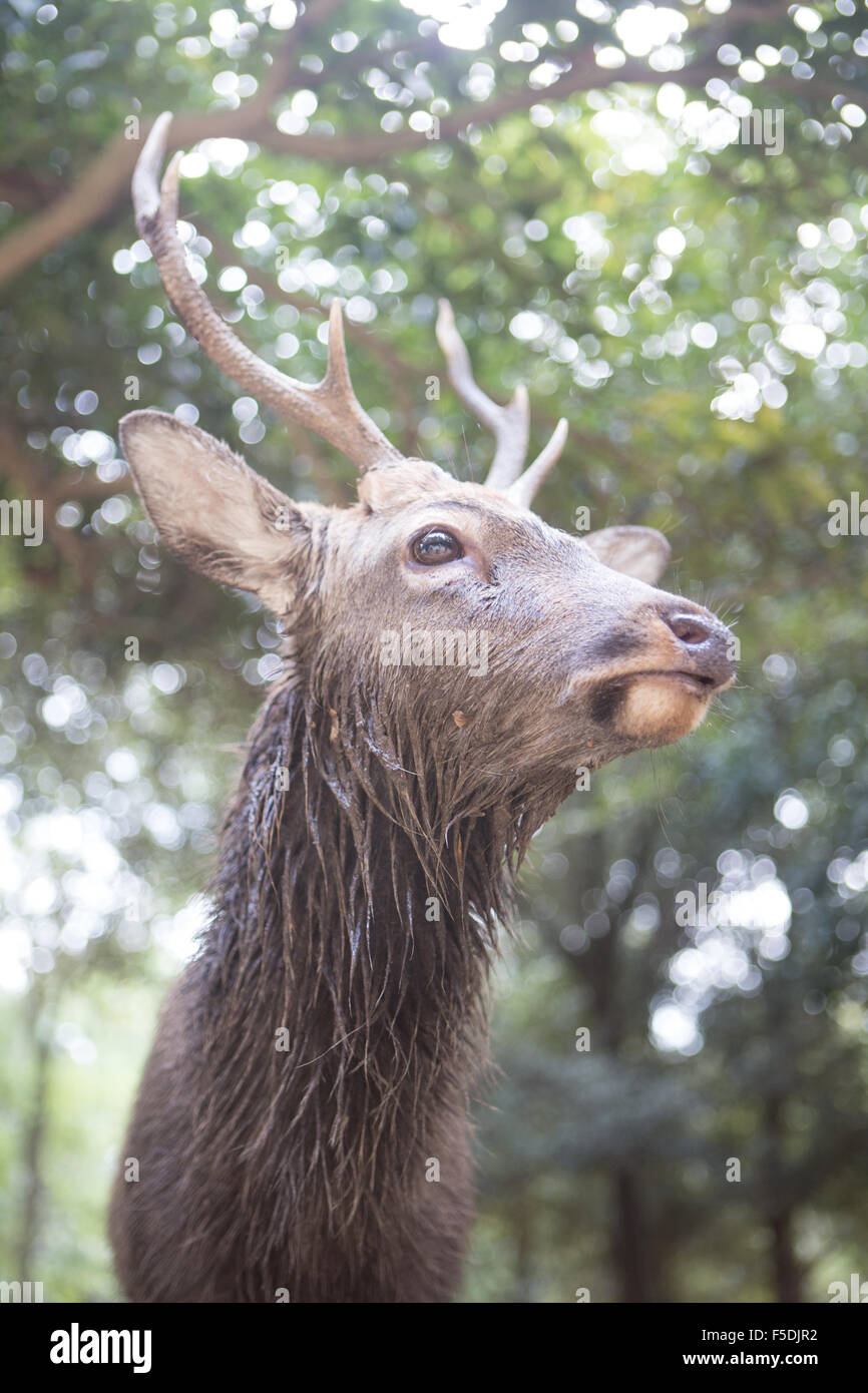 stag in forest looking off into the distance Stock Photo - Alamy