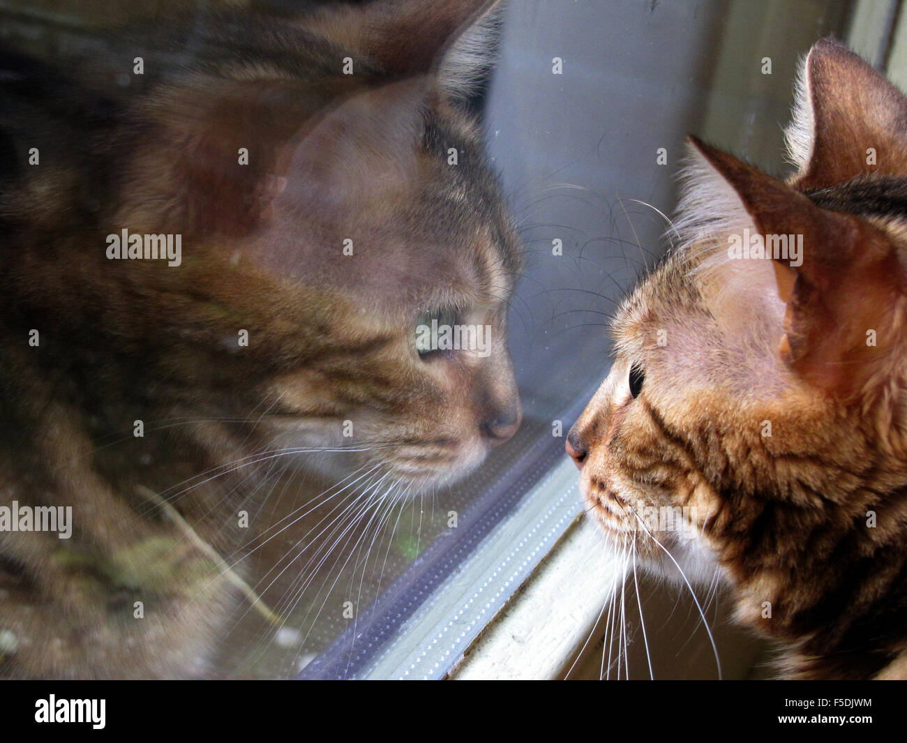 Marble bengal cat hi-res stock photography and images - Alamy