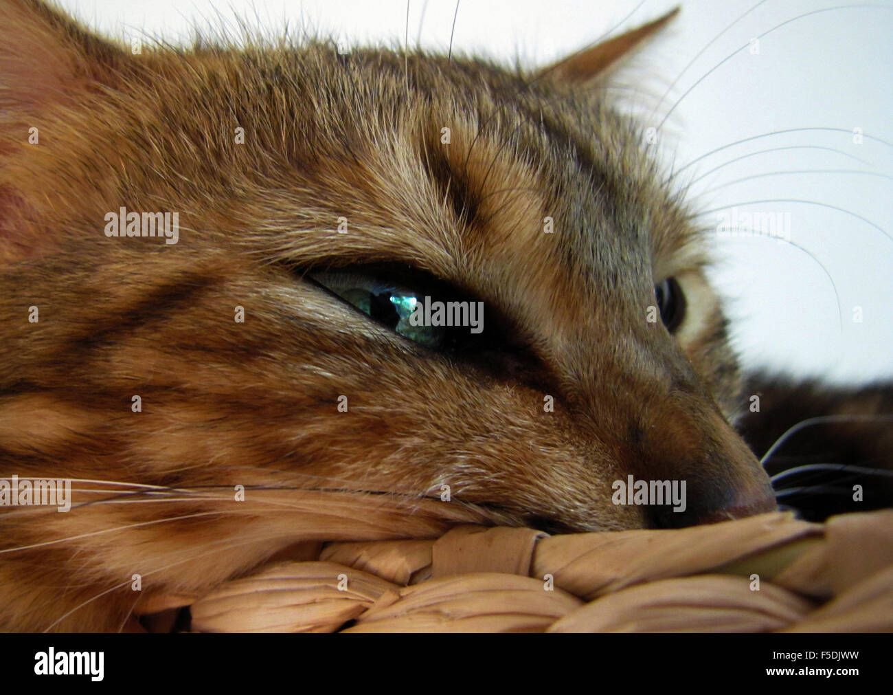 Frontal detail view of head hi-res stock photography and images - Alamy