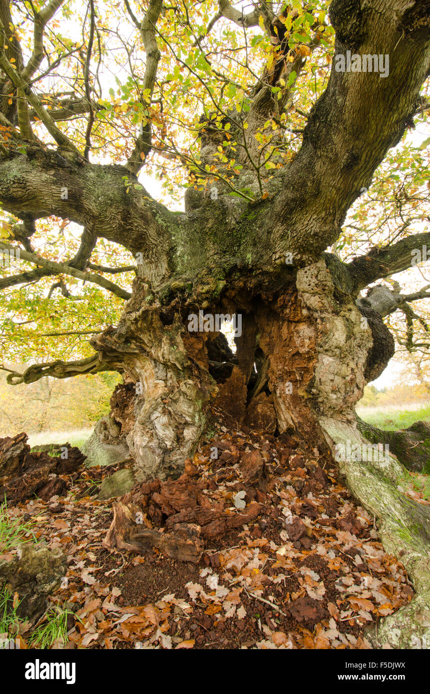 Ancient Oak tree with rotting hollow centre in trunk. Cowdray Park ...
