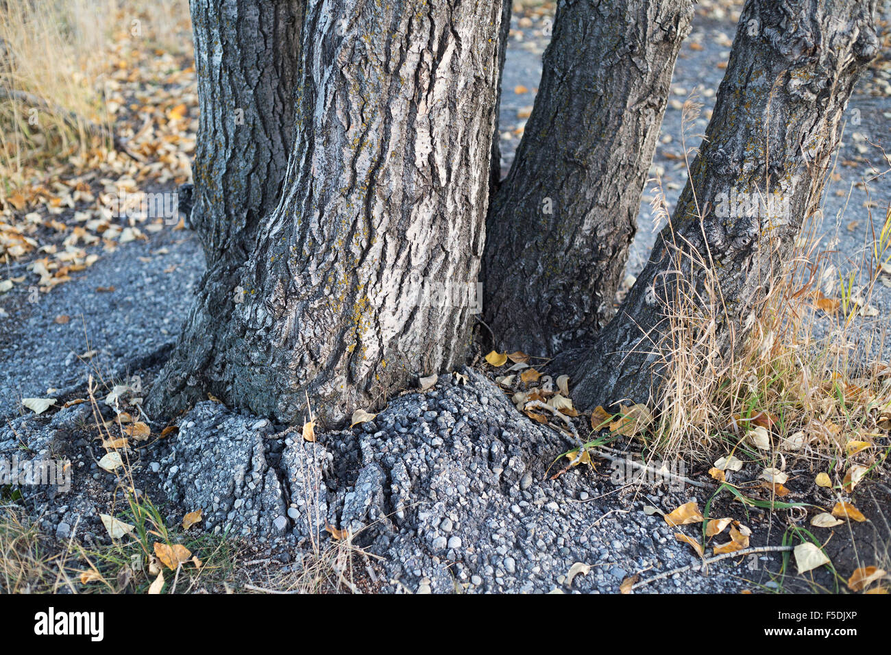 Growing through tarmac hi-res stock photography and images - Alamy