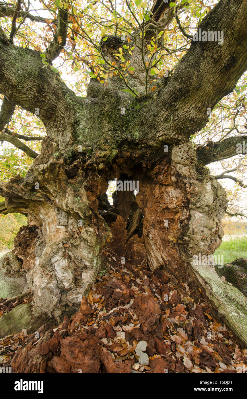Ancient Oak tree with rotting hollow centre in trunk. Cowdray Park ...