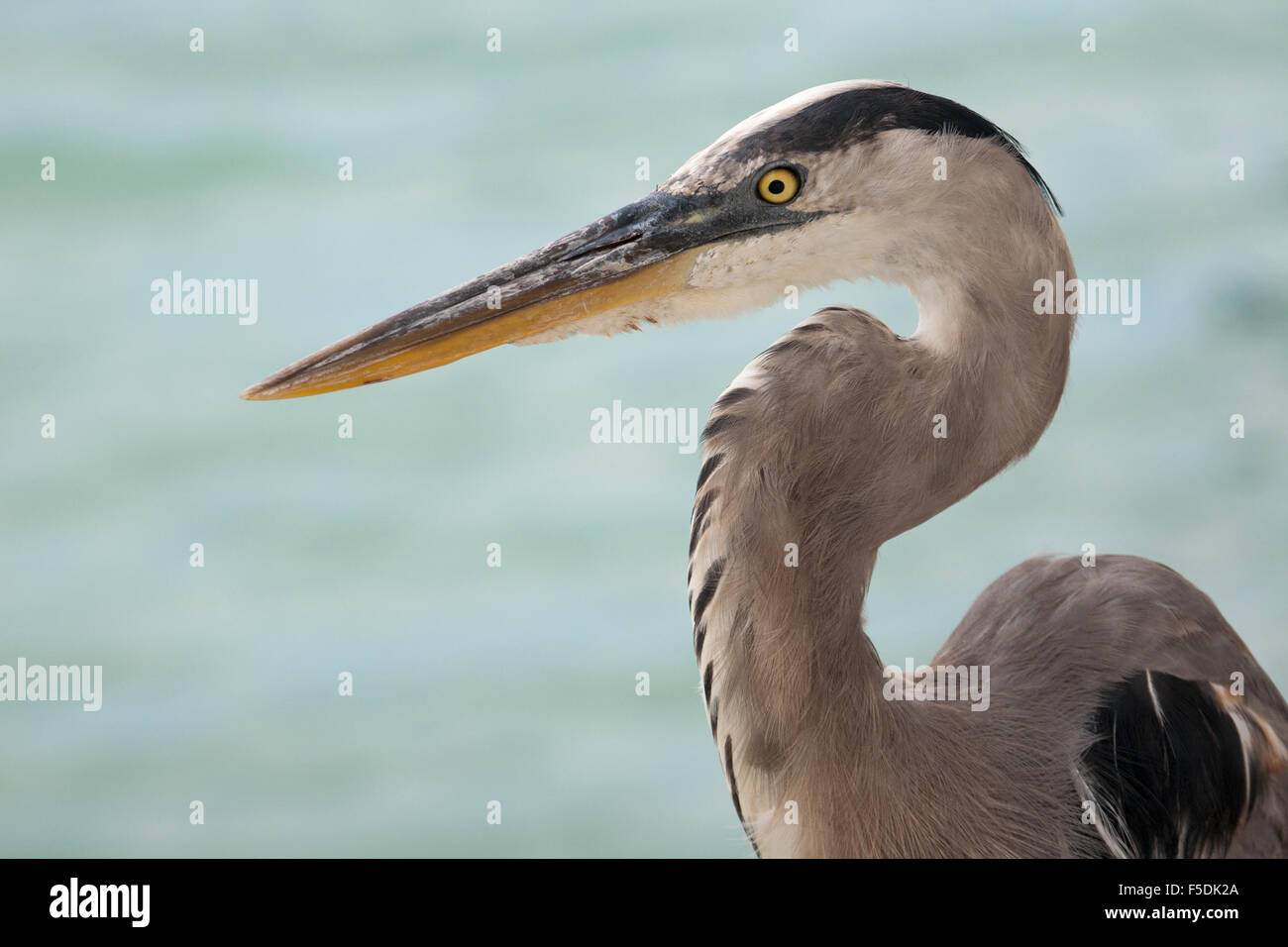 Great Blue Heron face and neck close up (Ardea herodias Stock Photo - Alamy