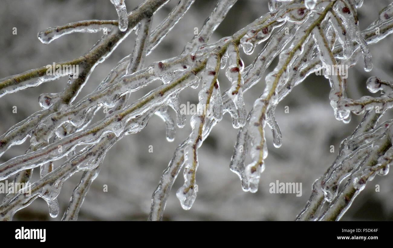 Ice coats branches after an ice storm Stock Photo - Alamy