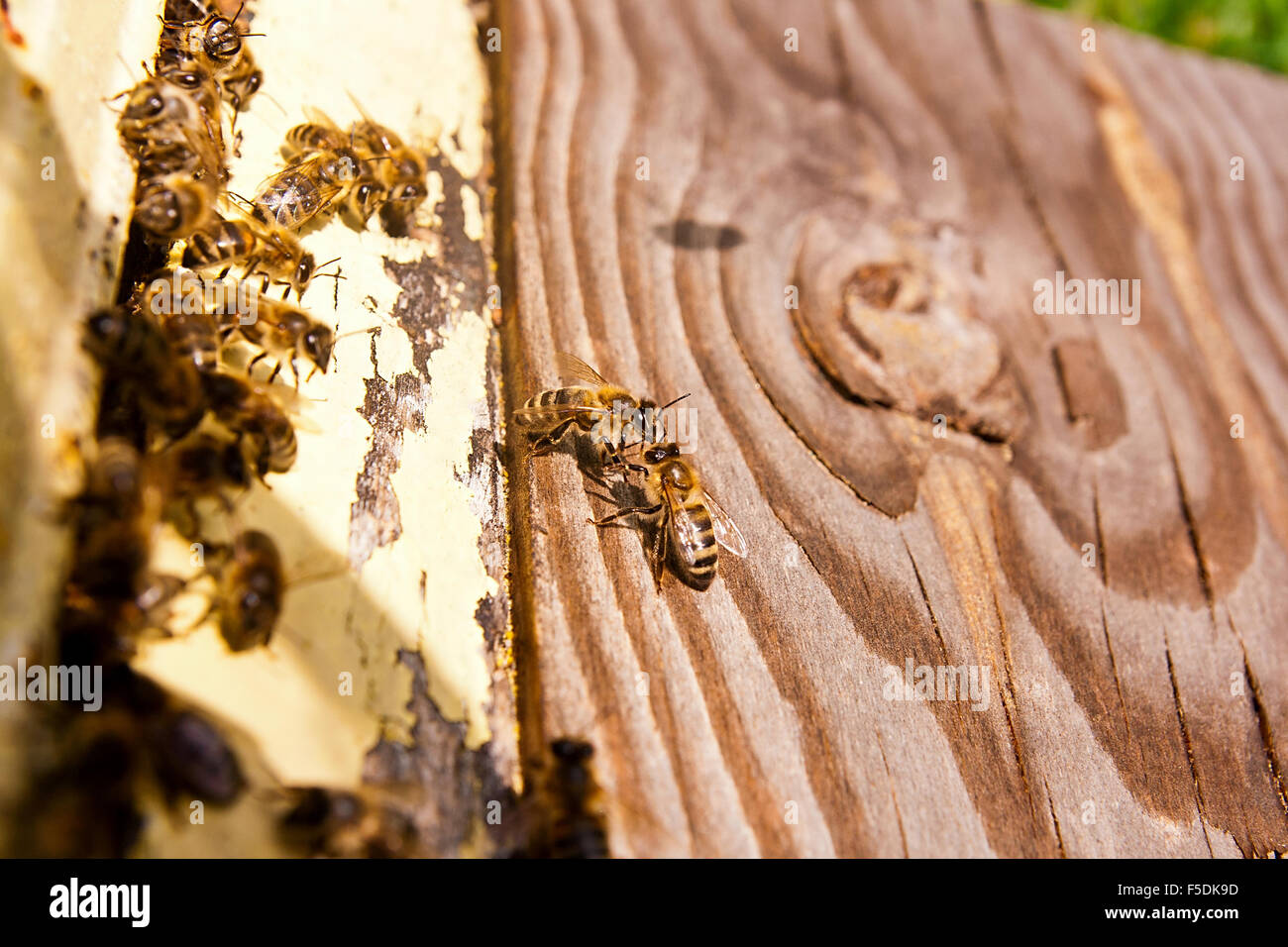 Plenty of bees at the entrance of beehive in apiary. Busy bees, close ...