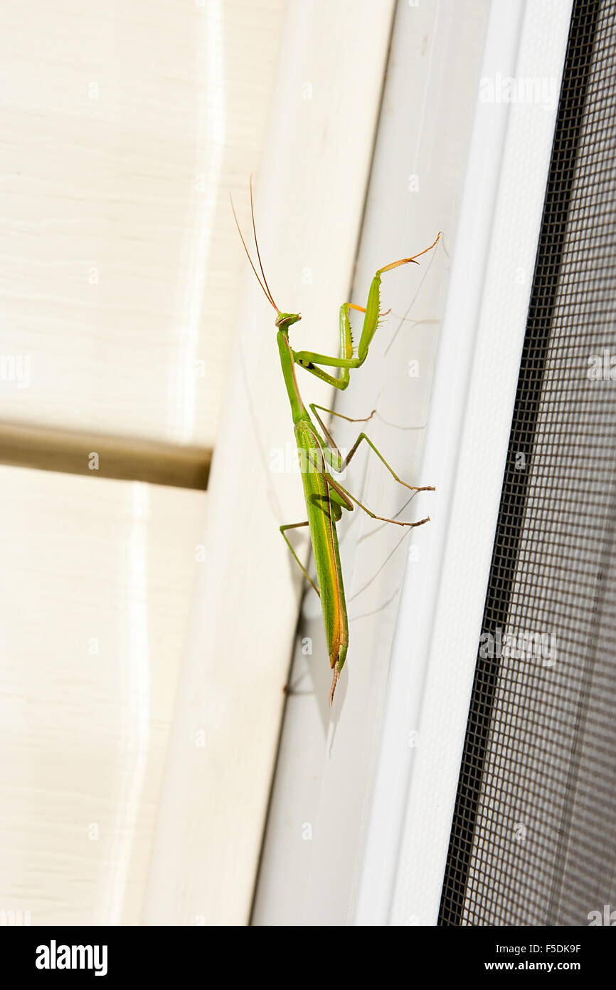 Praying Mantis insect in nature as a symbol of green natural ...