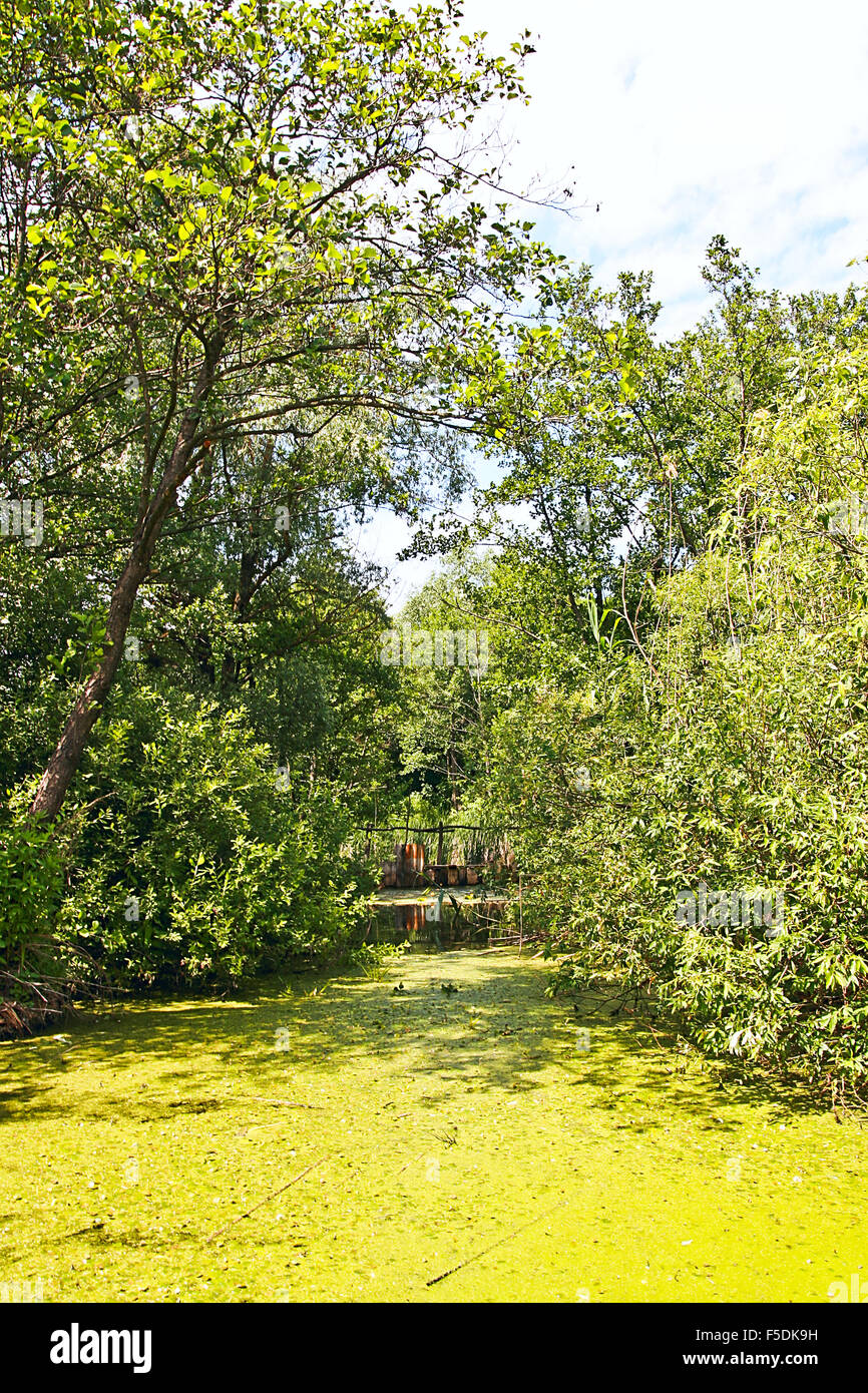 Small river with duckweed on the water at the summer time. Small bridge ...