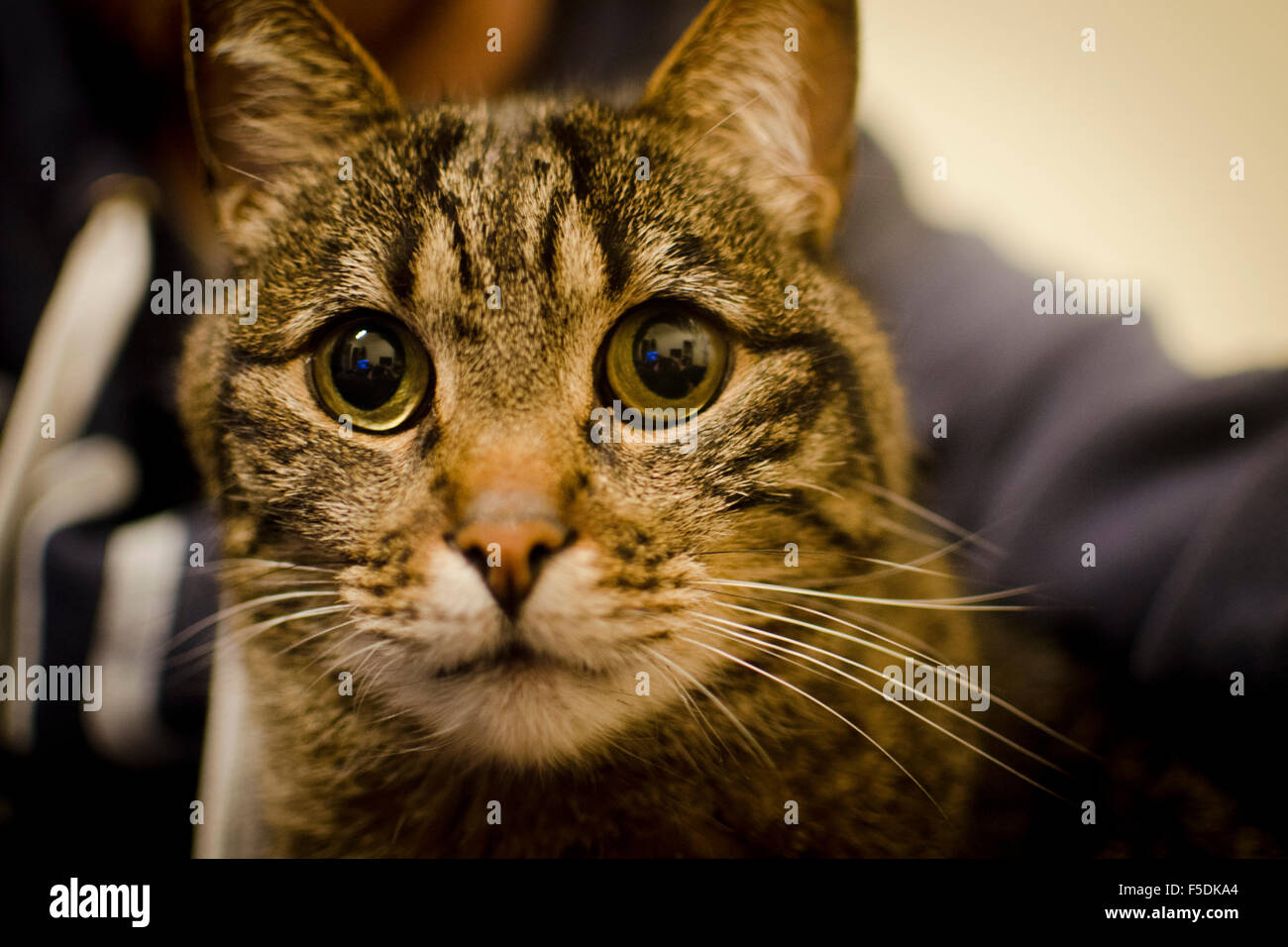 Rugby the Cat Stock Photo - Alamy