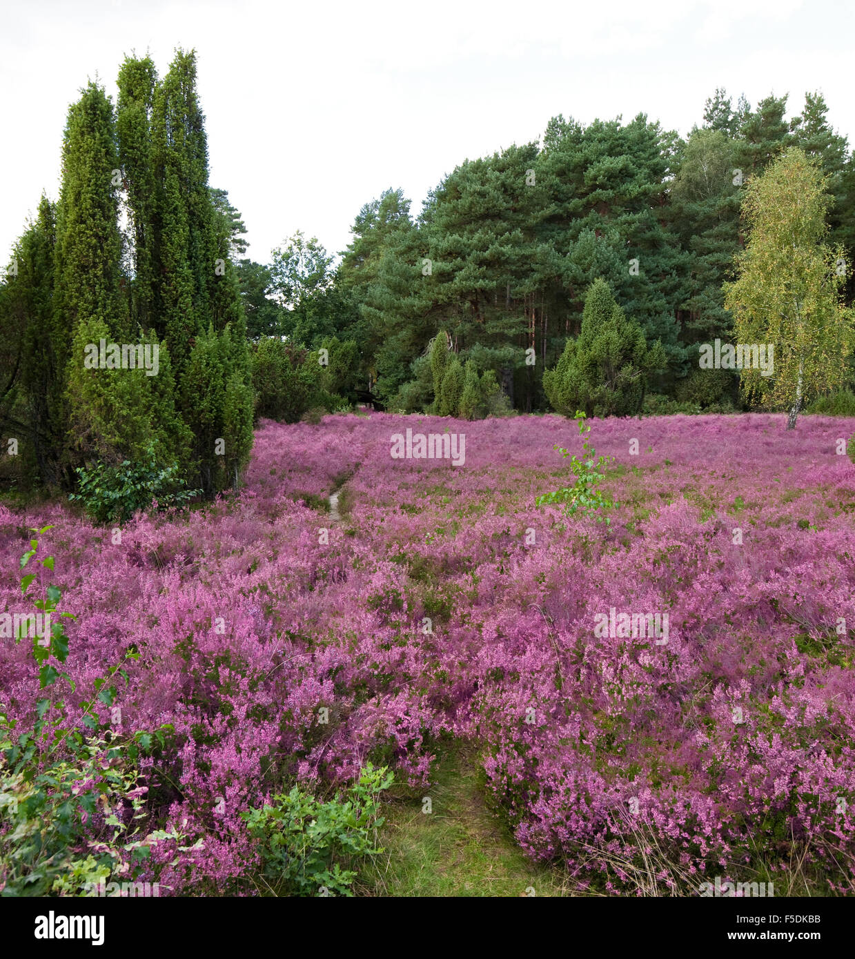 pink heather landscape in a forest Stock Photo - Alamy