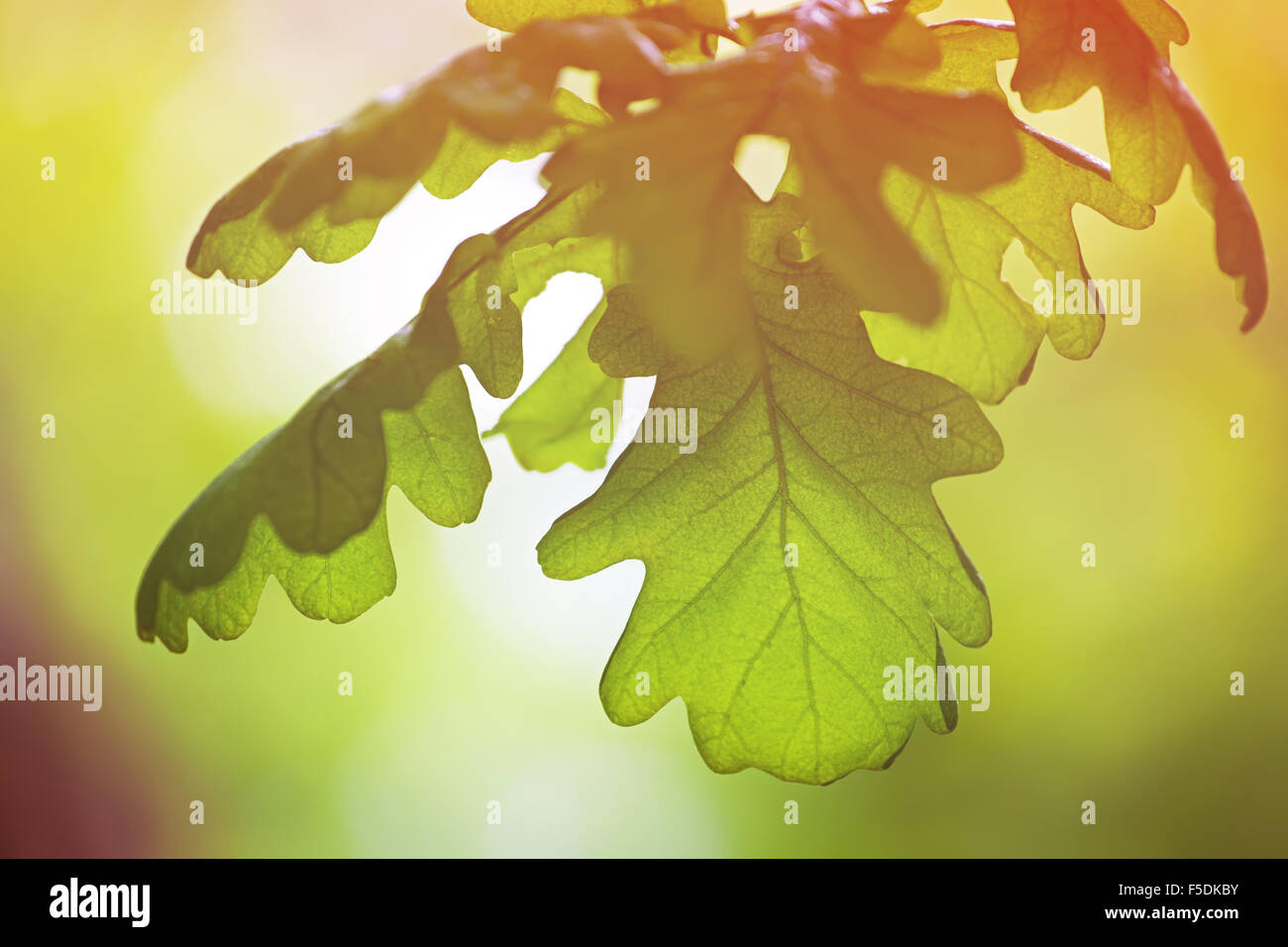 green oak leaves in the spring sunshine Stock Photo - Alamy