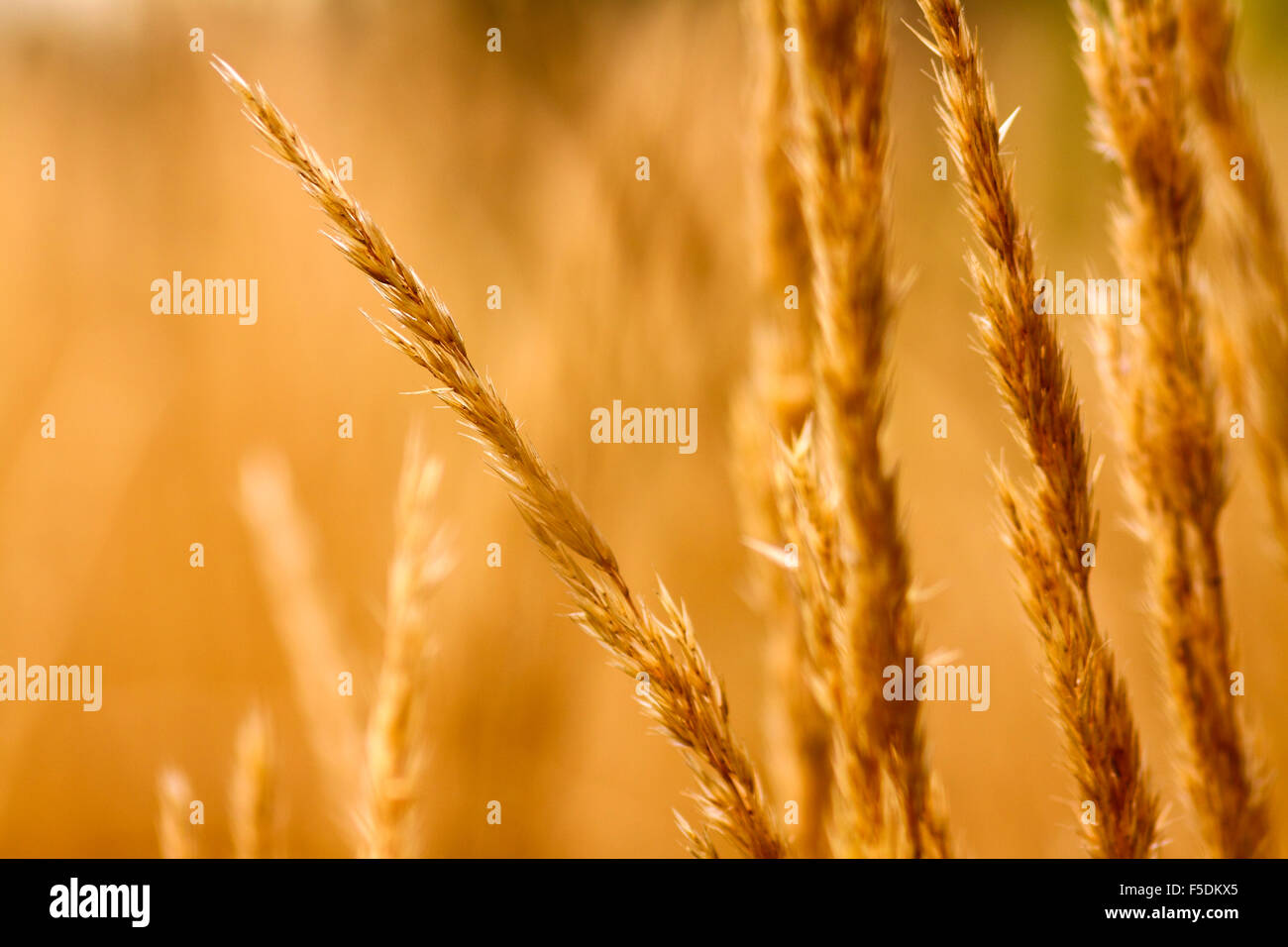 Gold coloured grasses hi-res stock photography and images - Alamy