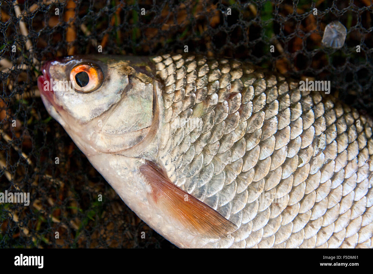 Close up view of the freshwater roach fish just taken from the water ...