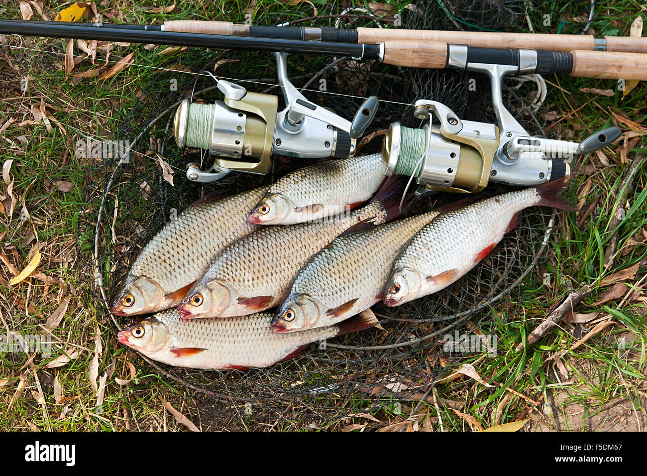 Roach freshwater fish just taken from the water. Several roach fish on ...