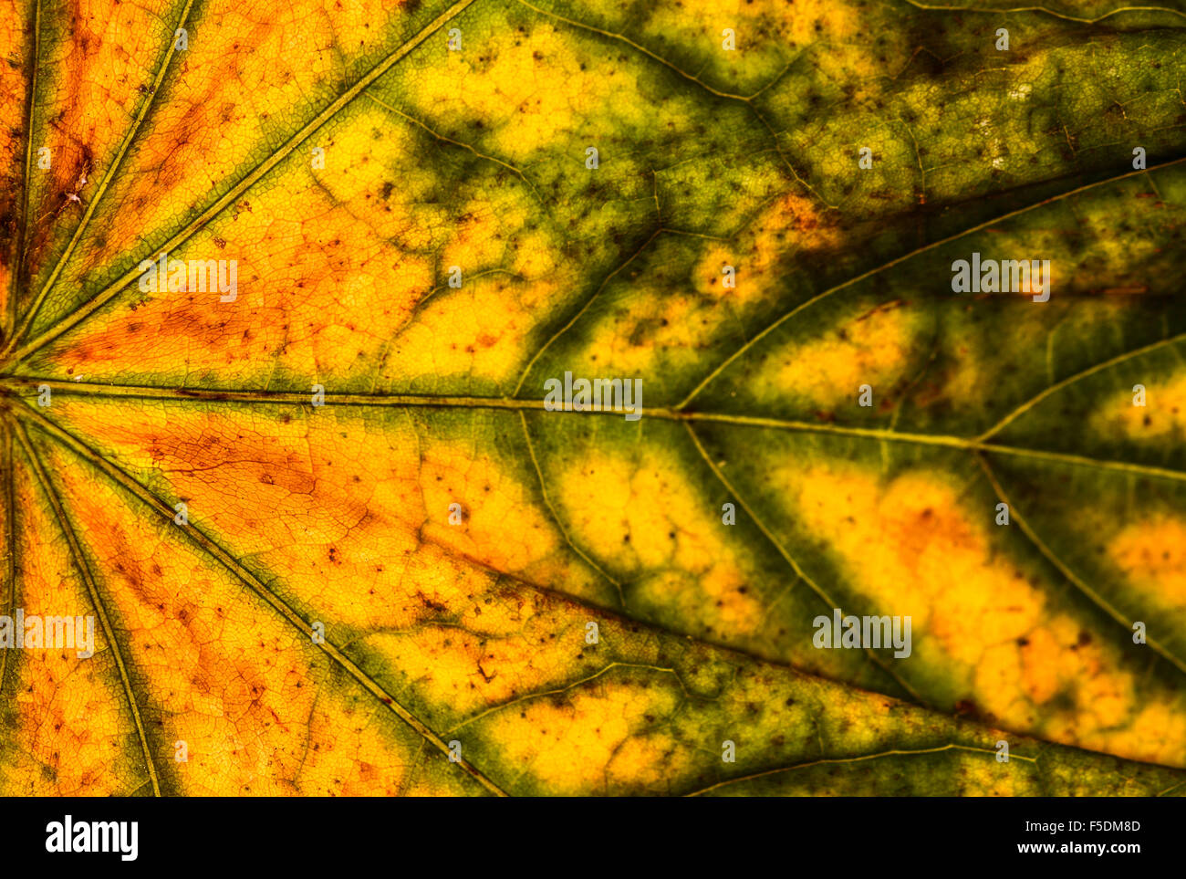 Macro view of an autumnal leaf Stock Photo - Alamy