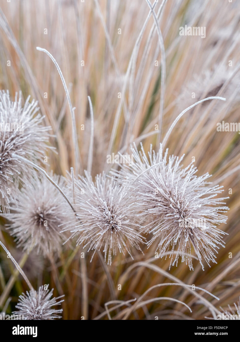 Pennisetum alopecuroides hi-res stock photography and images - Alamy