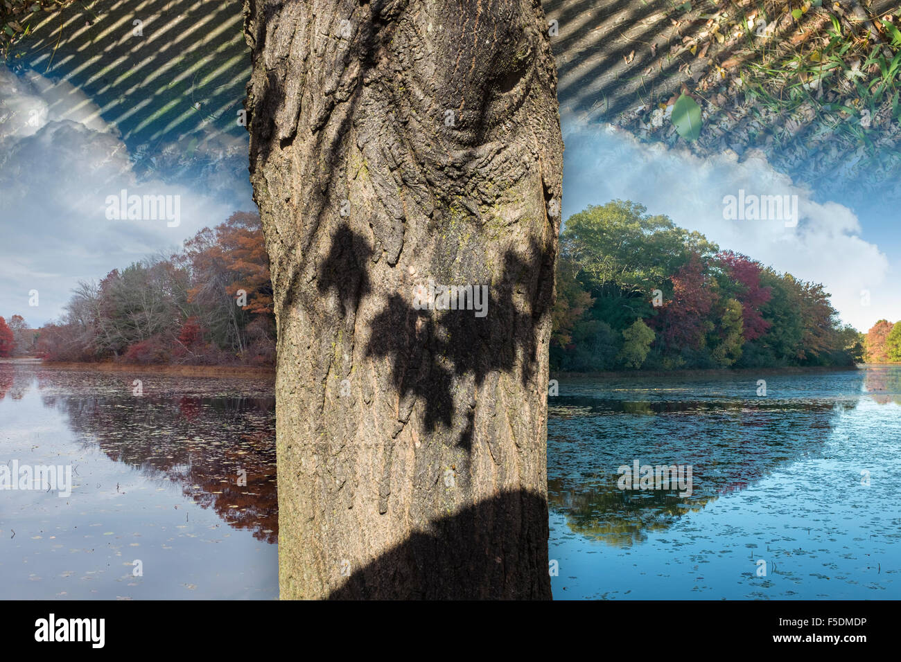 Tree and Autumn Foliage Reflection Stock Photo - Alamy