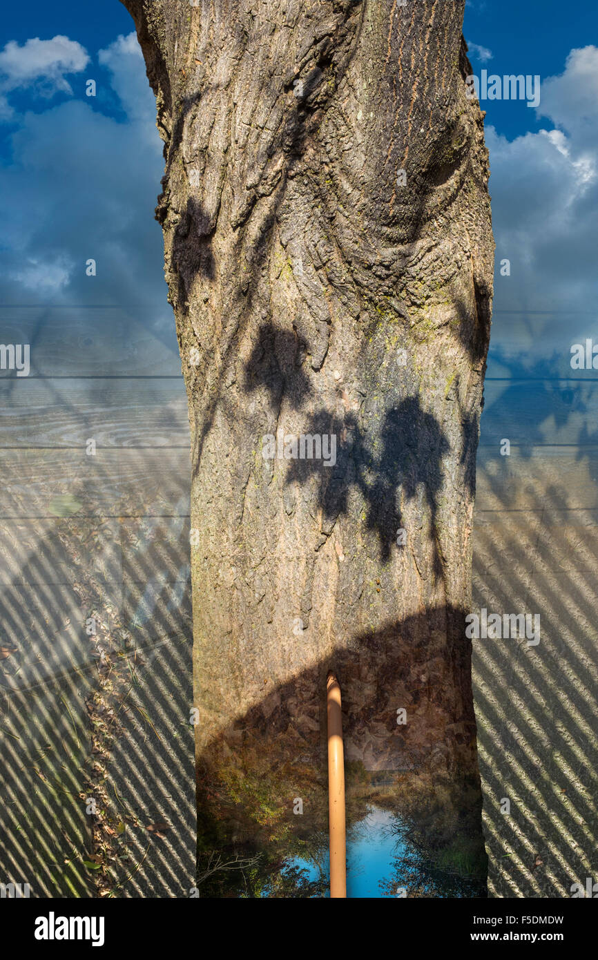 Tree, Clouds, Shadows, and Water Stock Photo - Alamy