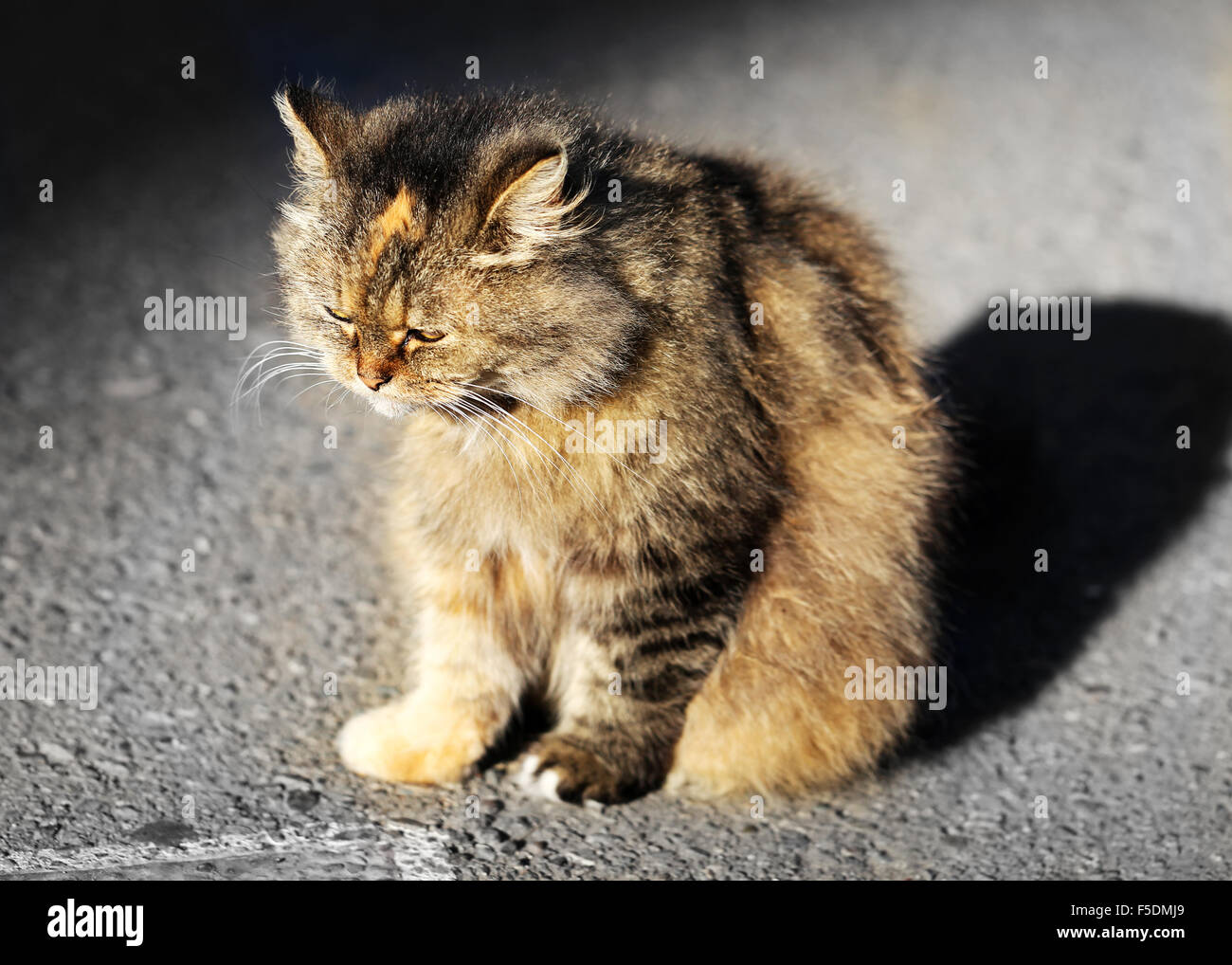 Beautiful sad cat sits on the ground photographed close up Stock Photo ...