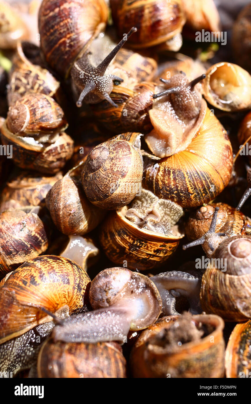 Close up of slimy snails in a garden Stock Photo - Alamy