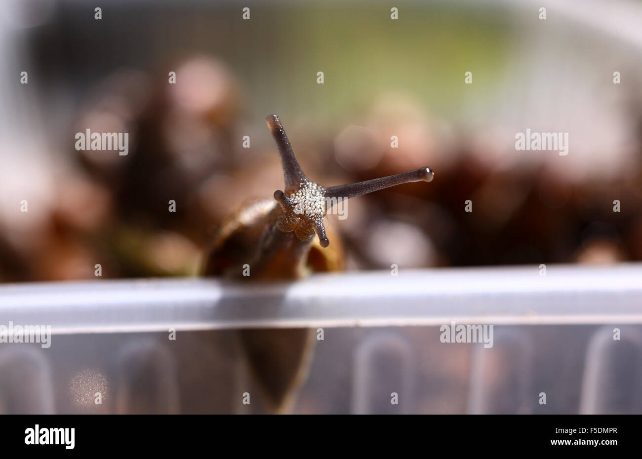 Close up of slimy snails in a garden Stock Photo - Alamy