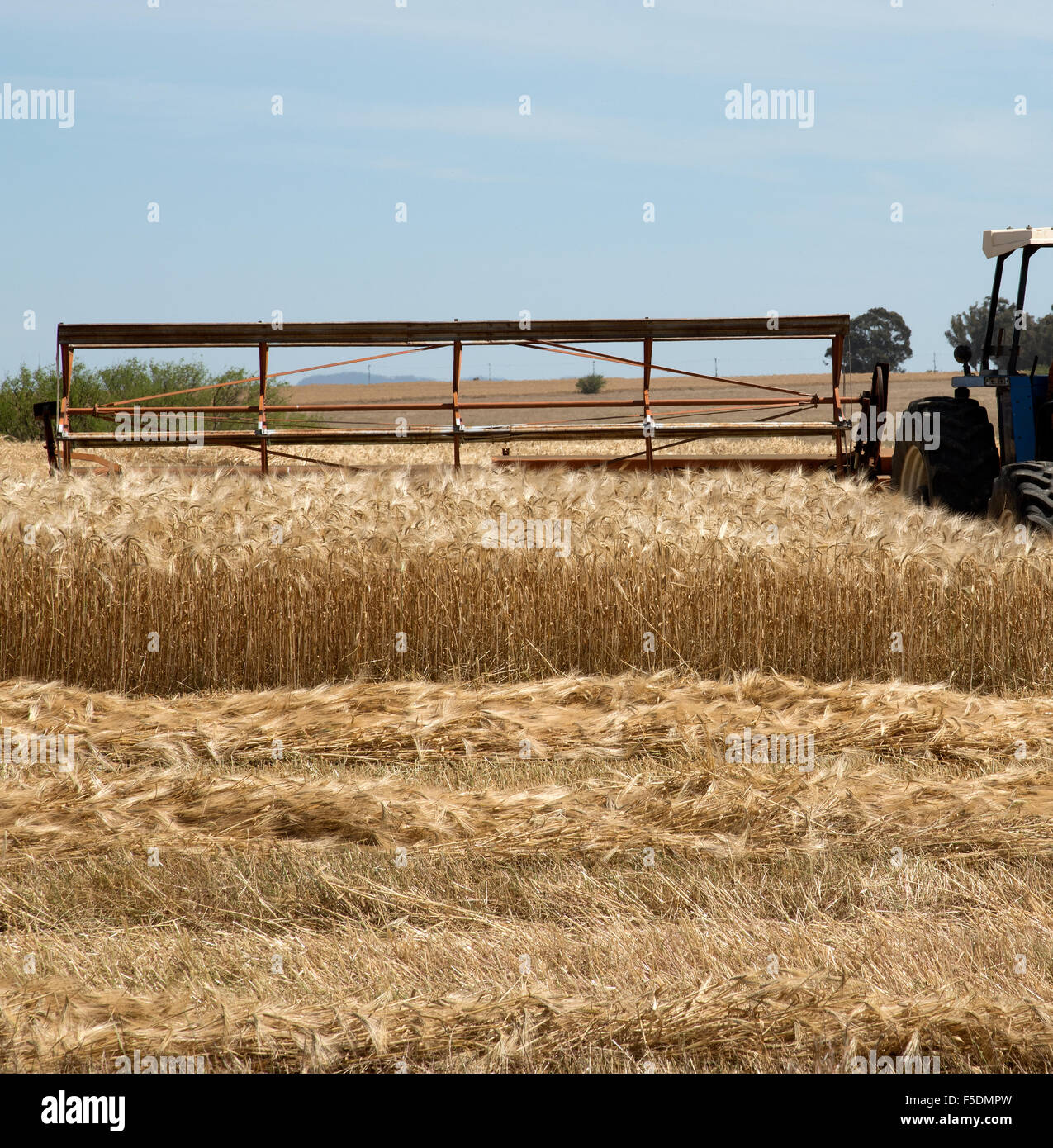 Harvesting wheat using a tractor and a row crop cutter in the Swartland ...