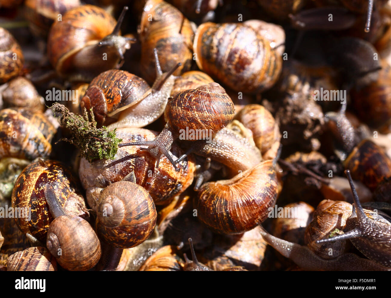 Close up of slimy snails in a garden Stock Photo - Alamy