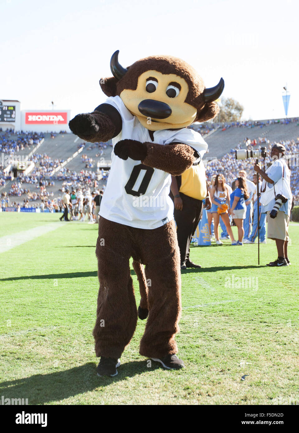 Pasadena, CA. 31st Oct, 2015. The Colorado Buffaloes mascot dances ...