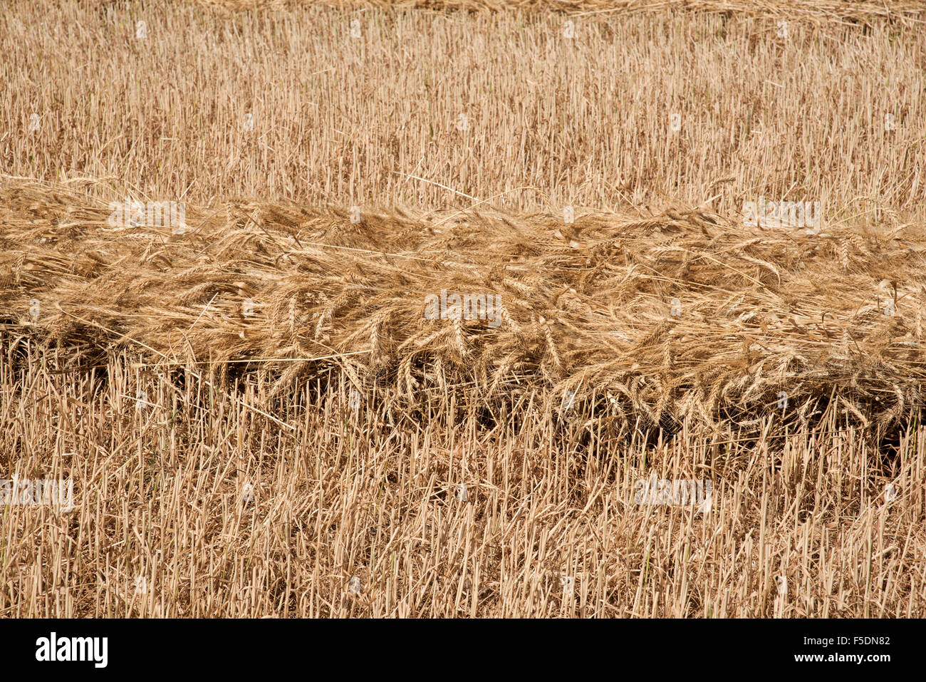 Drying field hi-res stock photography and images - Alamy