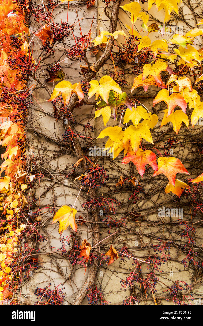 Wall of an old house covered with autumn colorful foliage of liana ...