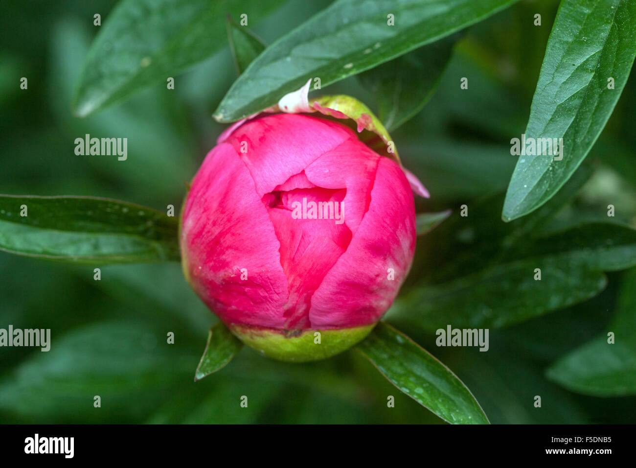 Peony bud on green Stock Photo - Alamy