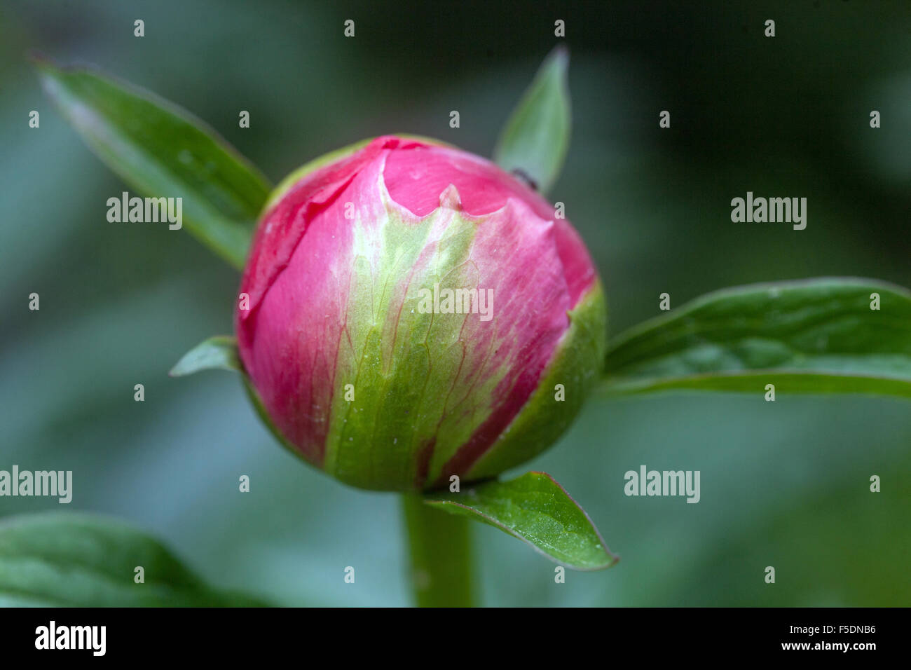 Peony budding flowers hi-res stock photography and images - Alamy