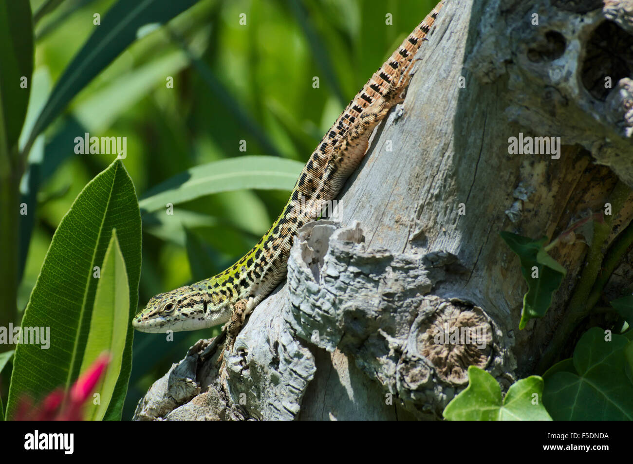 lizard on the tree Stock Photo - Alamy