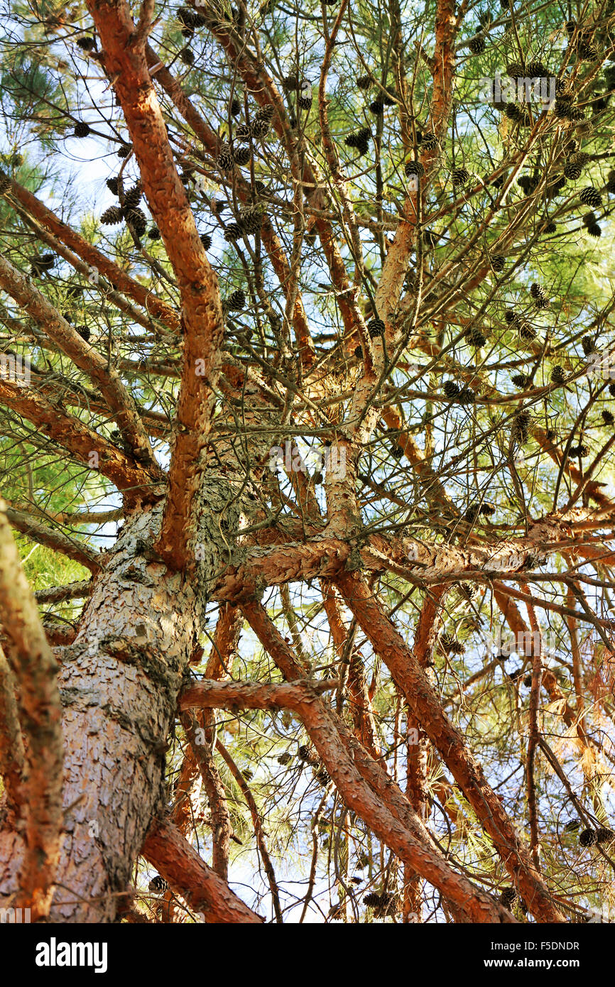 Pine needles photographed close hi-res stock photography and images - Alamy