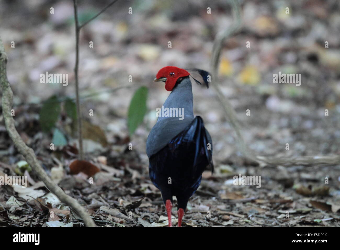 Siamese fireback pheasant hi-res stock photography and images - Alamy