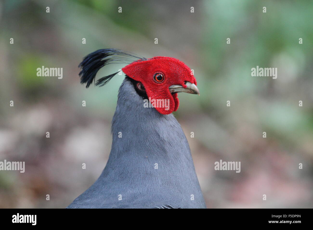 Siamese fireback pheasant hi-res stock photography and images - Alamy