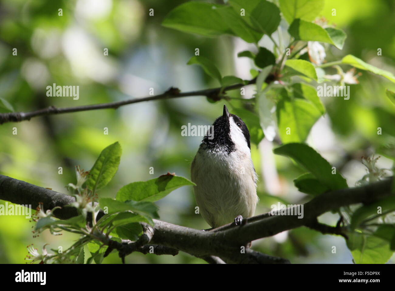 Chickadee on a tree branch Stock Photo - Alamy