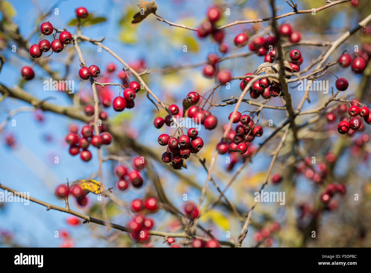 Red hawthorn berries in the wild (Crataegus oxyacantha L Stock Photo ...