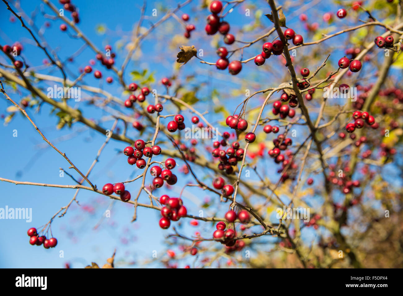 Red hawthorn berries in the wild (Crataegus oxyacantha L Stock Photo ...