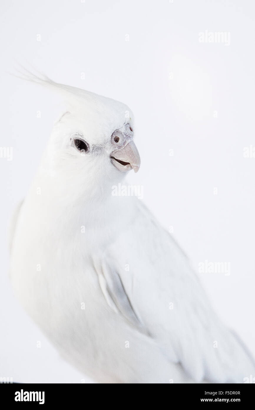 Single white Cockatiel against white background Stock Photo - Alamy