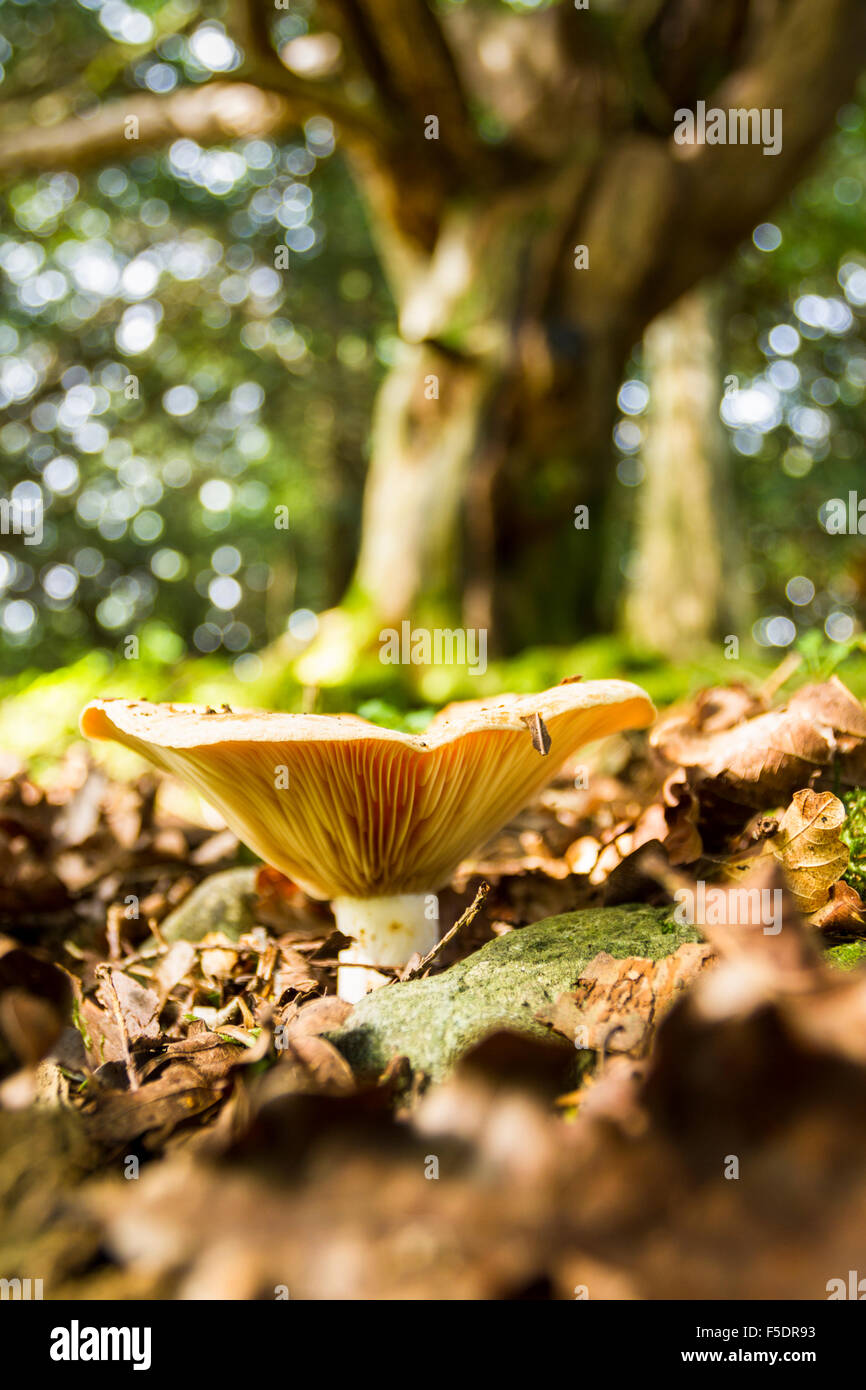 Portrait image of a single woodland fungi with autumn leaves around and ...