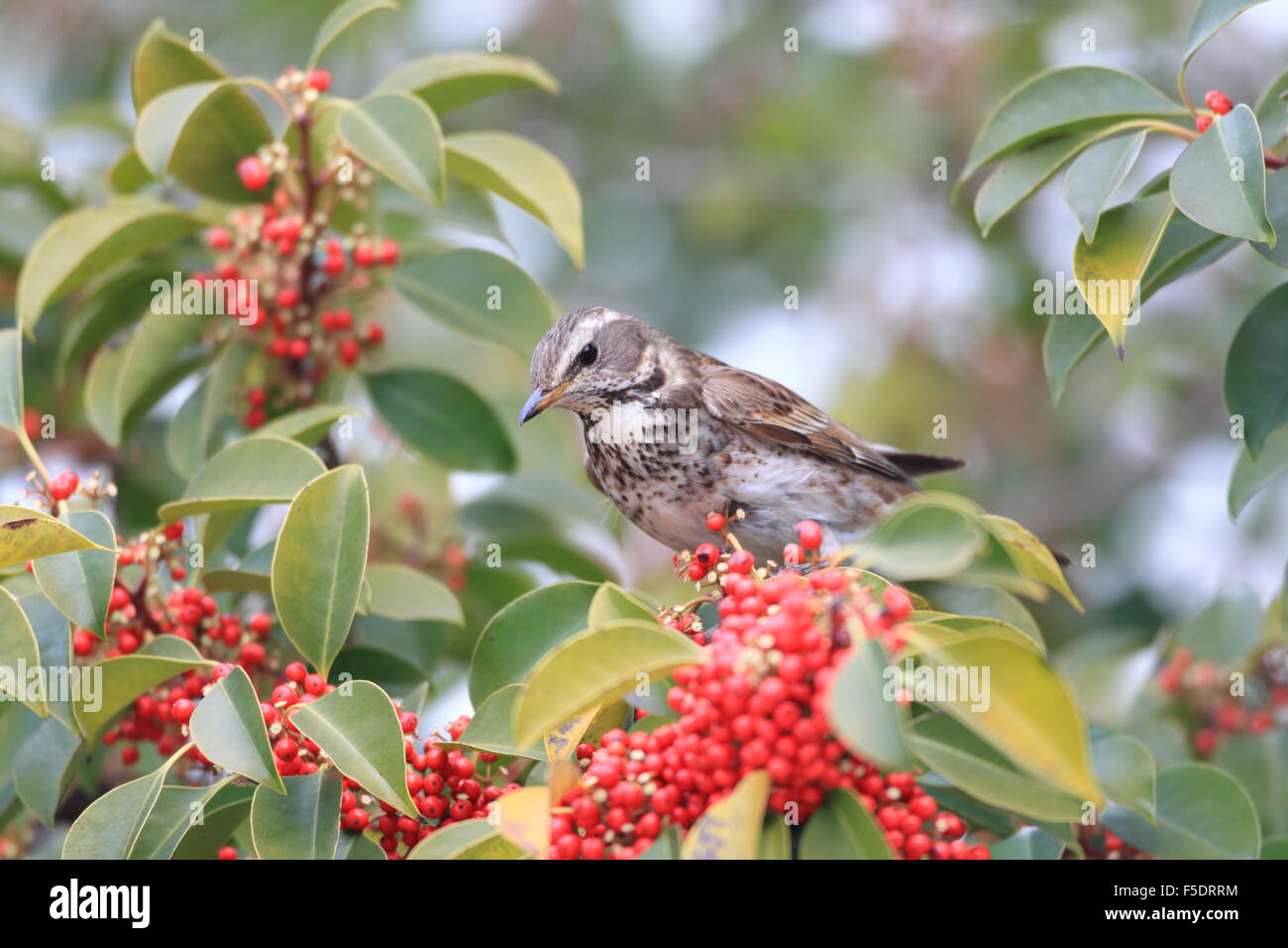 Turdus naumanni hi-res stock photography and images - Alamy