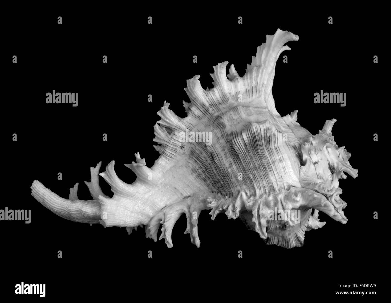 Seashell Shell Murex High Resolution Stock Photography and Images - Alamy