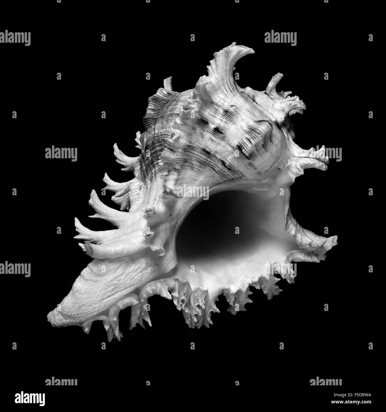 Seashell Shell Murex High Resolution Stock Photography and Images - Alamy