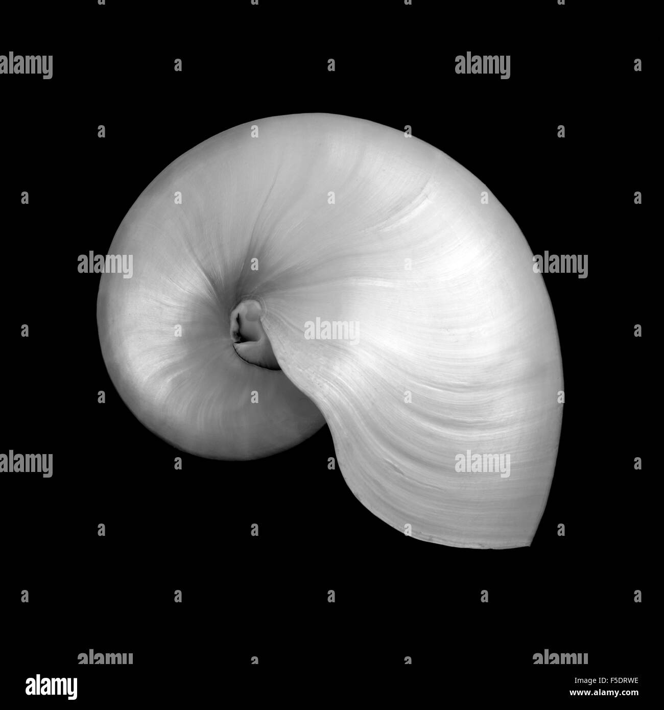 Nautilus Shell Stock Photos & Nautilus Shell Stock Images - Alamy