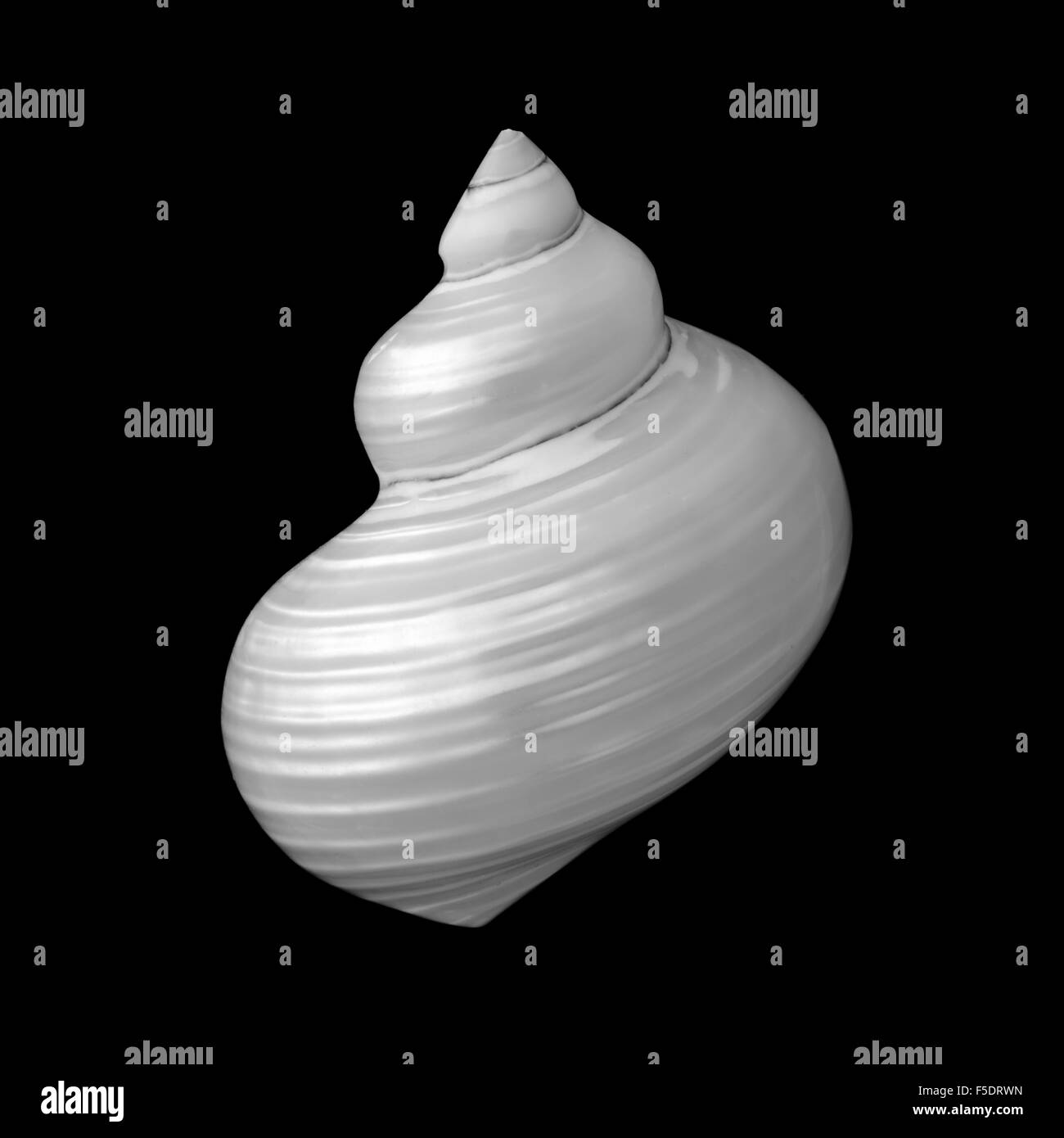 Spiral Snail Shells High Resolution Stock Photography and Images - Alamy